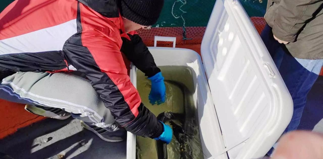 Γέμισε χέλια με δορυφορικούς πομπούς η Λίμνη Βιστωνίδα -Ποιος ο λόγος | Pentapostagma